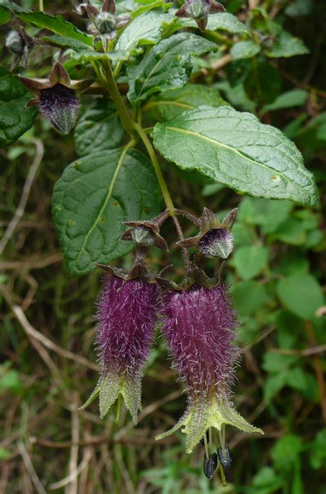 Jaltomata Bicolor