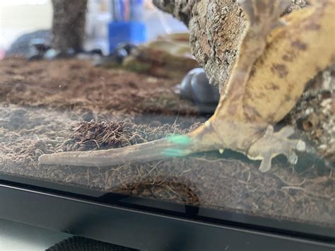 Whats The Sex Of My Gecko Rcrestedgecko