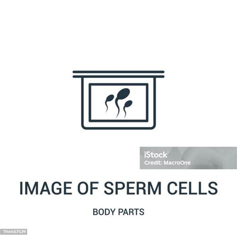 몸 부분 컬렉션에서 정자 세포 아이콘 벡터의 이미지입니다 정자 세포의 얇은 라인 이미지 개요 아이콘 벡터 일러스트 레이 션 건강