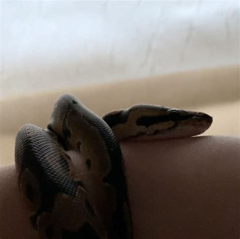 Python On Tumblr