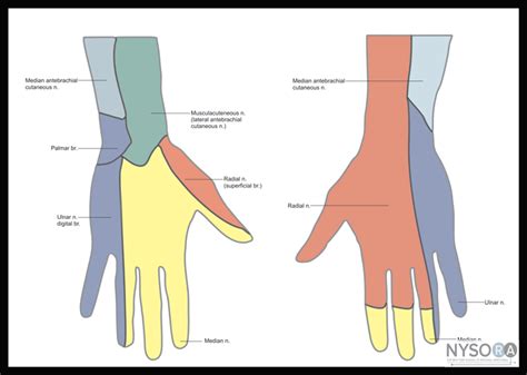Forearm Nerve Block