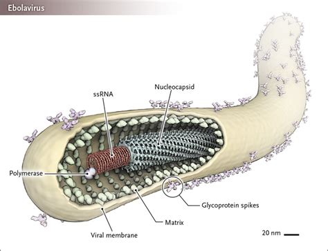 Ebola Virus Cell Structure