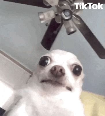 React GIFs Get The Best GIF On GIPHY