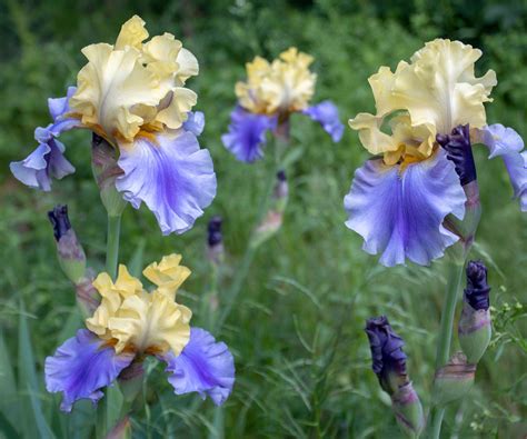 Bearded Iris Varieties Make A Statement With These