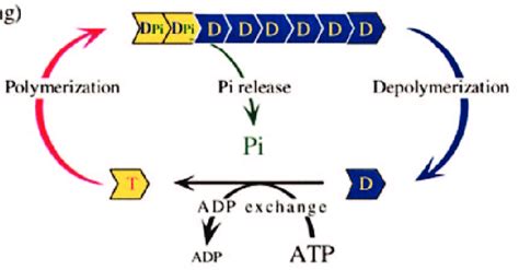 4 Mécanisme De Polymérisation Des Filaments Dactine Processus