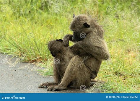 Twee Bavianen Die Elkaar Kruipen Stock Foto Image Of Wild Moeder