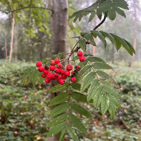 Rowan Tree Sorbus Aucuparia Mythology Foraging And Identification