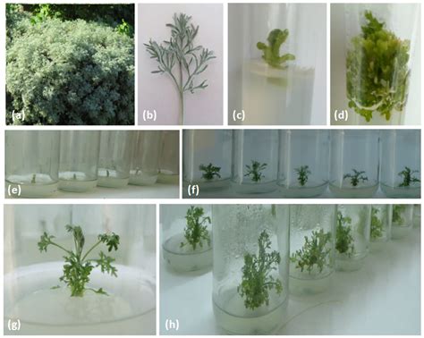 Micropropagation Of Tree Wormwood Using Nodal Segments As Explants Download Scientific Diagram