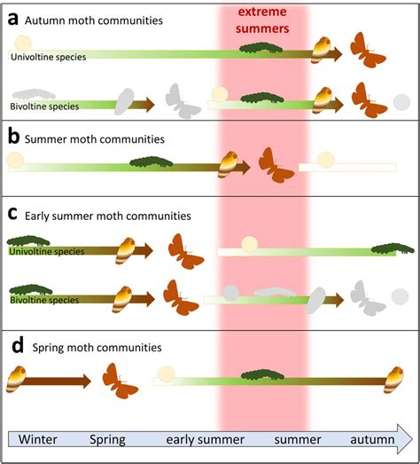 Moth Life Cycle Timeline