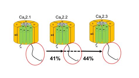 Homology Between The Cooh Terminus Of The Ca V 2 1 Ca V 2 2 And Ca V