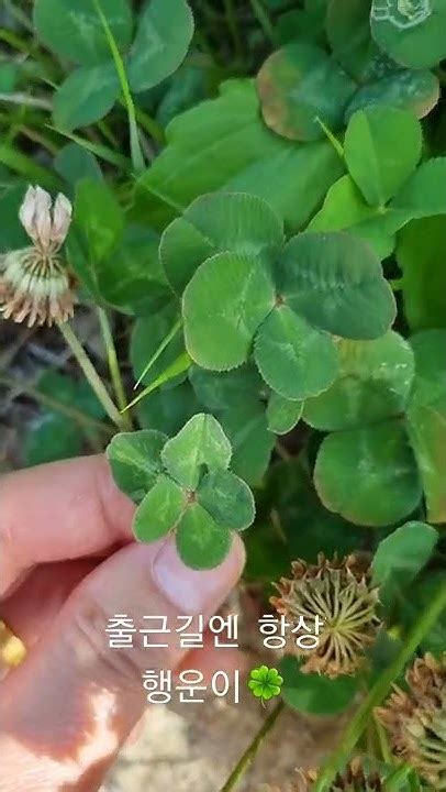 출근길에 항상 네잎클로버 그리고 다섯잎클로버 발견 하루가 즐겁다 Shorts Youtube