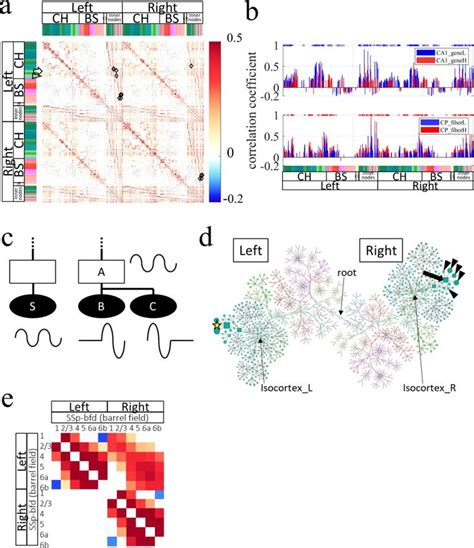 Flexible Annotation Atlas Of The Mouse Brain Combining And Dividing Brain Structures Of The