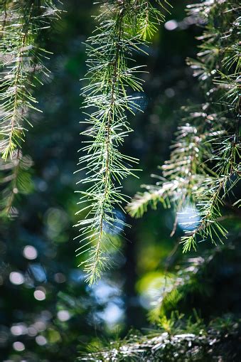 아침 태양 빛에 전나무 소나무 나무 잎의 바람에 흔들리고 질감과 벽지 개념 배경 0명에 대한 스톡 사진 및 기타 이미지 0명