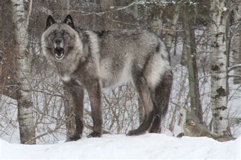 Ambassador Wolf Luna At The International Wolf Center