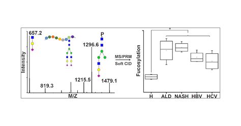 Quantitative Analysis Of Sex Hormone Binding Globulin Glycosylation In Liver Diseases By Liquid