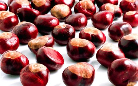 Spider Season Is Here Will Conkers Keep Them Away