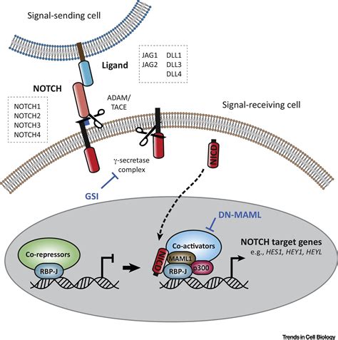 Spatial And Temporal Control Of Senescence Trends In Cell Biology