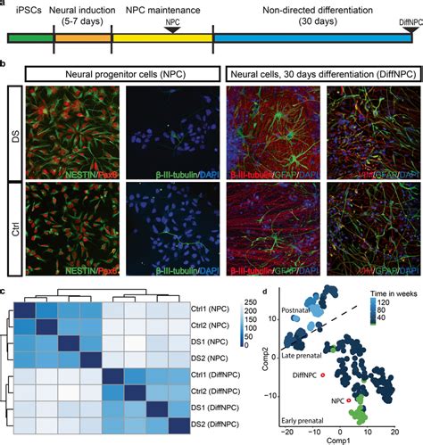 Generation And Characterization Of The Ipsc Model A Schematic Download Scientific Diagram