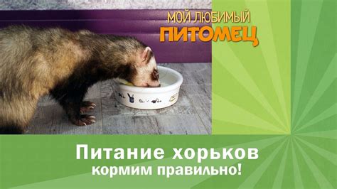 Как кормить хорька? Отвечаем на самые популярные вопросы: чем, сколько ...