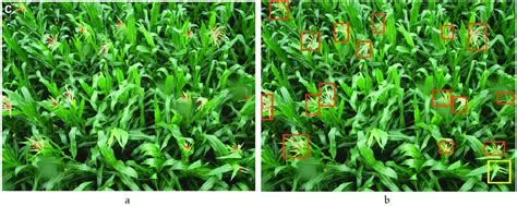 Maize Tassels Identified By Tasselnet A And By Our Faster R Cnn B