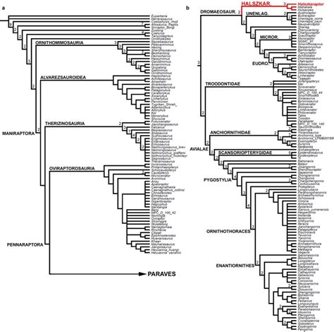 Strict Consensus Of The Shortest Trees Found By The Analysis Of First
