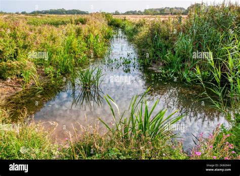 Freshwater Marshes