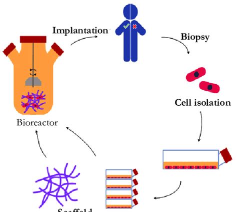 Key Stages In The Tissue Engineering Cycle Download Scientific Diagram