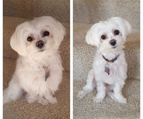 Adorable Before And After Photos Of Grooming My Maltese At Home How