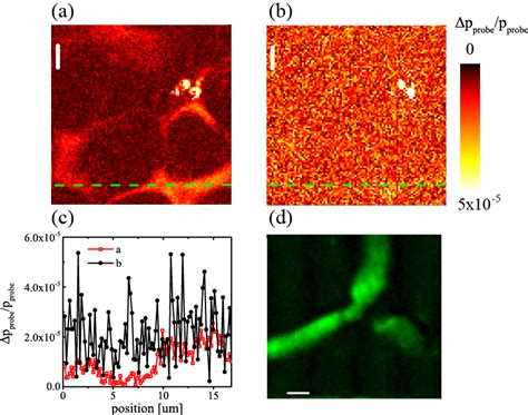 A B Stimulated Emission Images Of A Mouse T Cell Labelled With Download Scientific