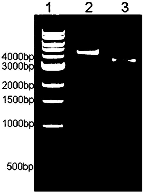 Two Staphylococcus Aureus Protein Antigens And Preparation Method And Use Thereof Eureka Patsnap