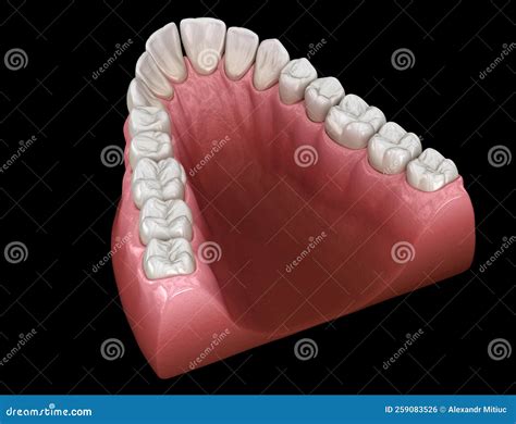V Shape Tapered Arch Form Of Maxilla Medically Accurate Tooth 3d