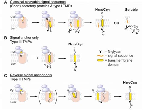 Current Models Of Signal Sequence And Signal Anchor Er Membrane