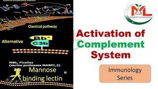 Complement System Complement System In Immunology Co Doovi