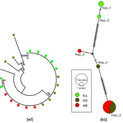 Pattern Of The Genetic Variability And Polymorphism Of The Upstream Download Scientific Diagram