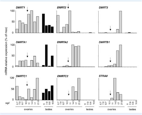 Figure 1 From Involvement Of Doublesex And Mab 3 Related Transcription