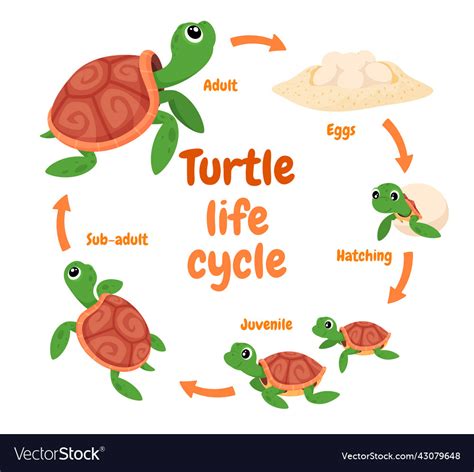 A Turtle Life Cycle Reproduction Royalty Free Vector Image