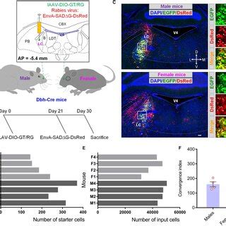 Summarized Sex Differences Related Whole Brain Input Map Of LC NE Download Scientific Diagram