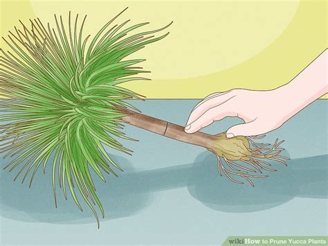 Ways To Prune Yucca Plants WikiHow