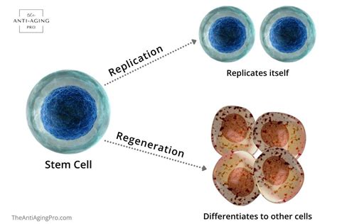 Stem Cells In Skincare Myths Claims And What To Know