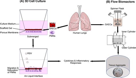 Schematic Presentation Of Three Dimensional In Vitro Lung Tissue Models Download Scientific