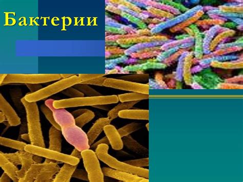 Бактерии. Где живут бактерии? - online presentation
