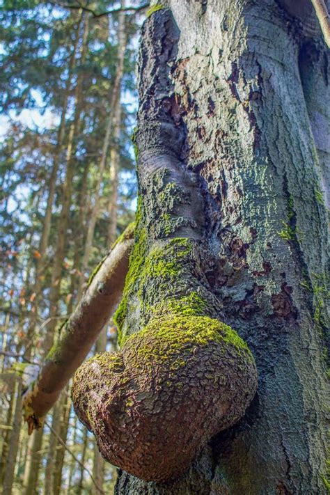 Funny Shaped Knot On A Tree Trunk Looking Like A Penis Stock Image