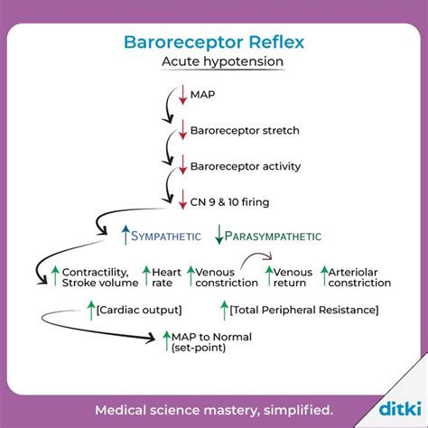 Baroreceptor Reflext Acute Hypotension Physiology Learn Biology