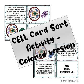 Cell Card Sort Science Card Sorting Activity On Cell Organelles Structures