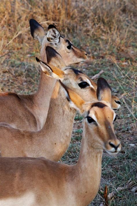 South African Impala Staring Stock Image Image Of Watching African