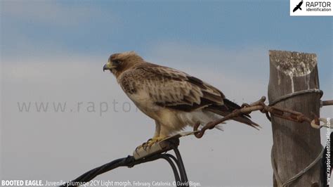 Booted Eagle Juvenile Plumage Light Morph Raptor Identification The Complete Raptors Guide