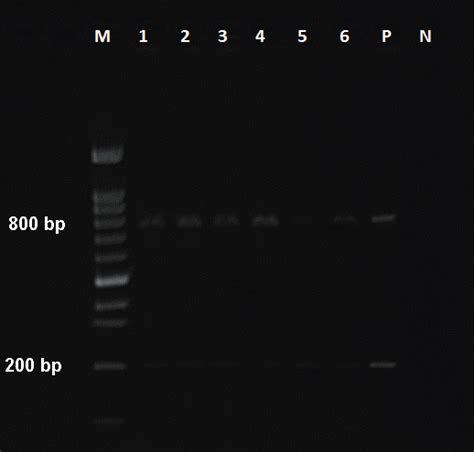 Enzymatic Digestion With Alui Lanes 12 Sheep Lanes 34 Cattle