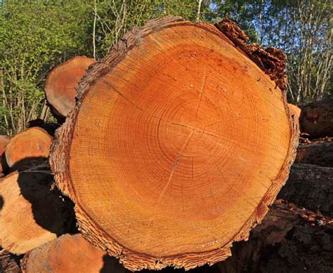 Le Bois De Cœur Ou Duramen Un Mort Vivant Zoom Nature