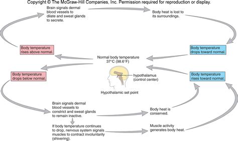 Negative Feedback Loop Homeostasis Imagros