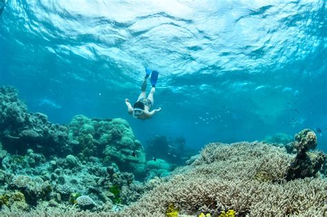 줌줌 후기 Down Under 다운언더크루즈 그레이트배리어리프 체험스쿠버다이빙 및 스노클링 Le